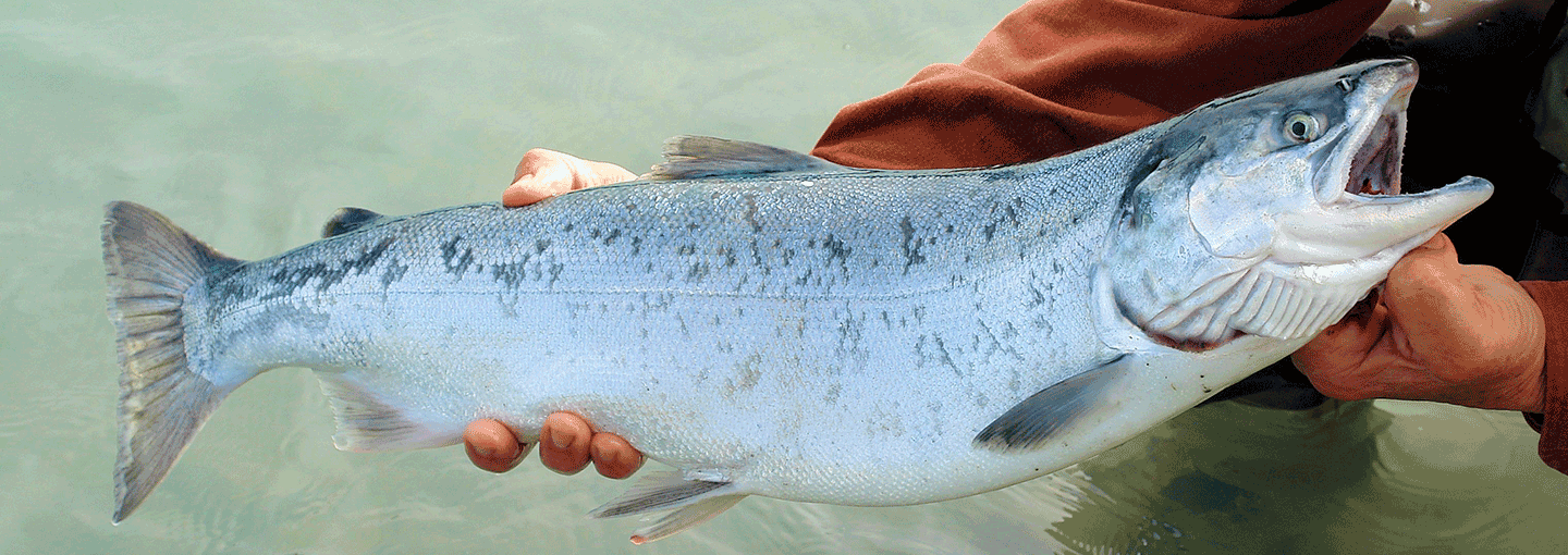 Protecting Wild Salmon Runs of the Pacific Rim