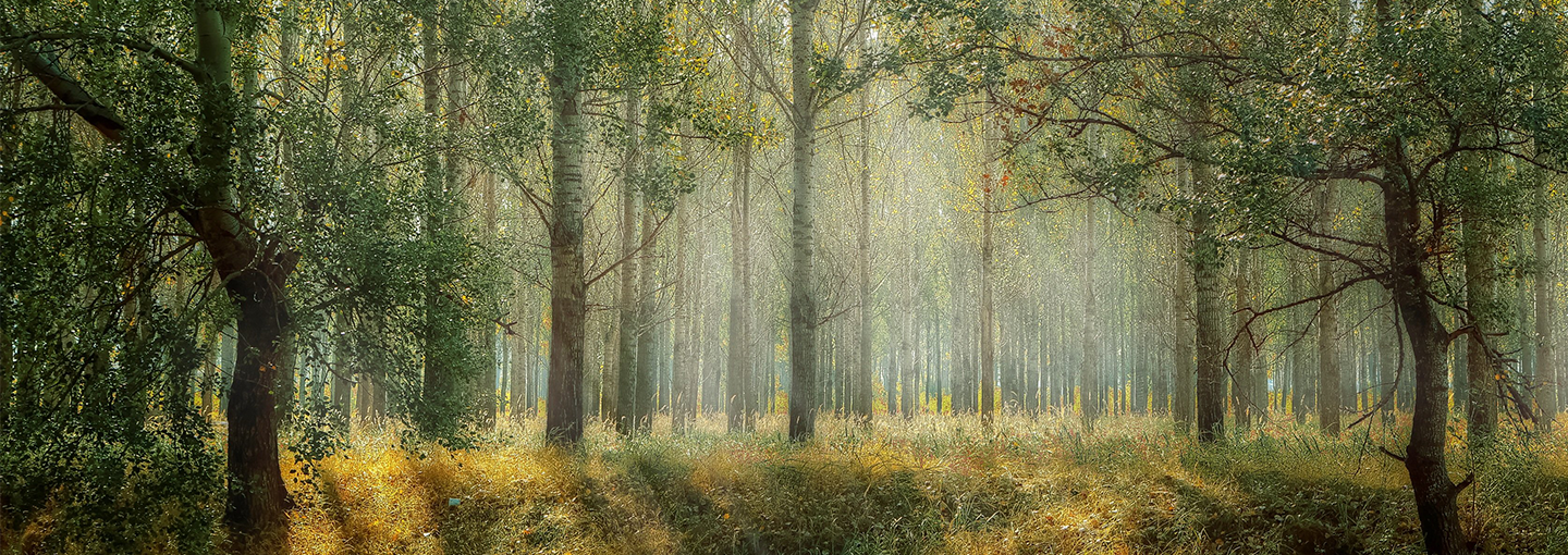 Caroline Winterer: Historian of America's Ideas